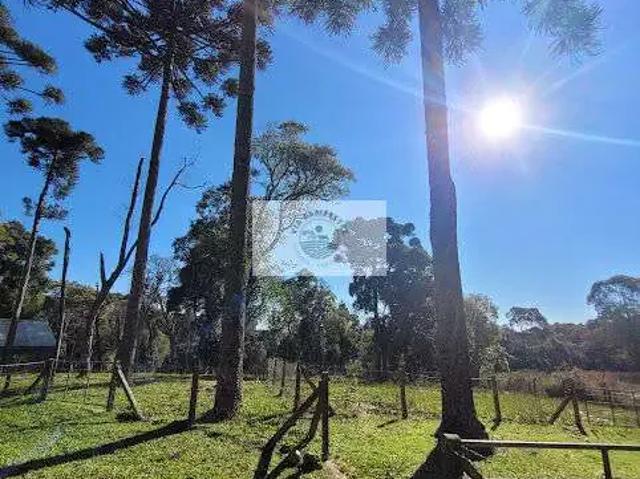 Terreno / Lote para Venda em Campo Alegre/SC Campestre