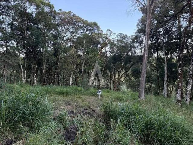 Terreno / Lote para Venda em Campo Alegre/SC Centro