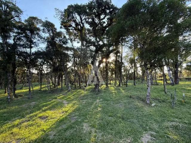 Terreno / Lote para Venda em Campo Alegre/SC Centro
