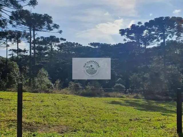 Terreno / Lote para Venda em Campo Alegre/SC Centro