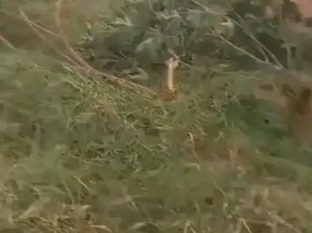 Terreno / Lote para Venda em Campo Grande/MS Vila Moreninha IV