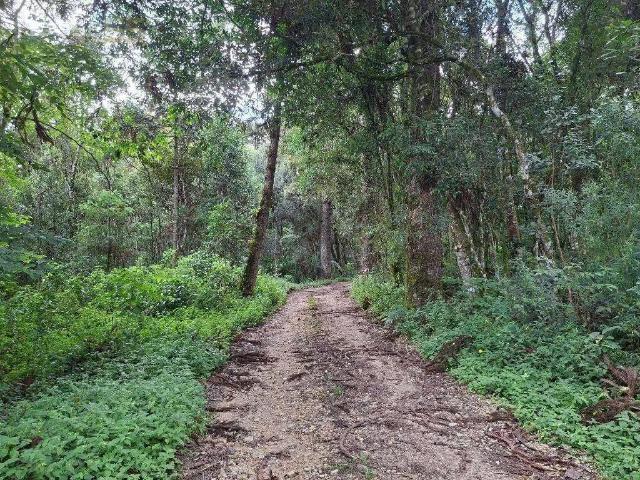 Terreno / Lote para Venda em Campo Largo/PR Bateias