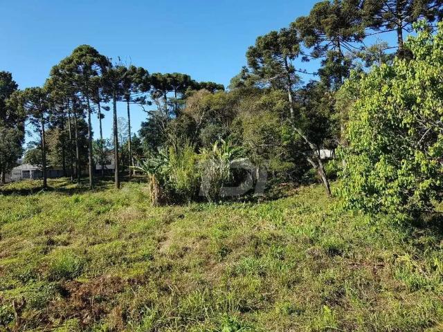 Terreno / Lote para Venda em Campo Largo/PR Centro