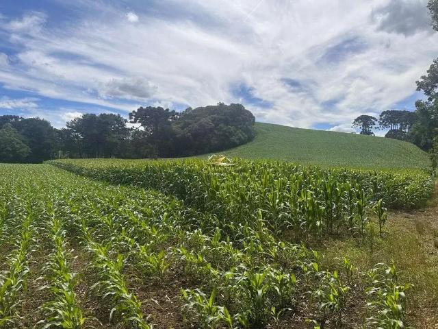 Terreno / Lote para Venda em Campo Largo/PR Fazendinha