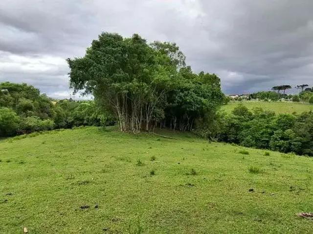 Terreno / Lote para Venda em Campo Largo/PR Fazendinha