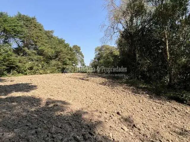 Terreno / Lote para Venda em Campo Largo/PR Felpudo