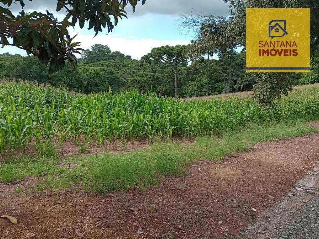 Terreno / Lote para Venda em Campo Largo/PR Rondinha