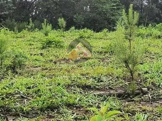 Terreno / Lote para Venda em Campo Largo/PR Três Córregos