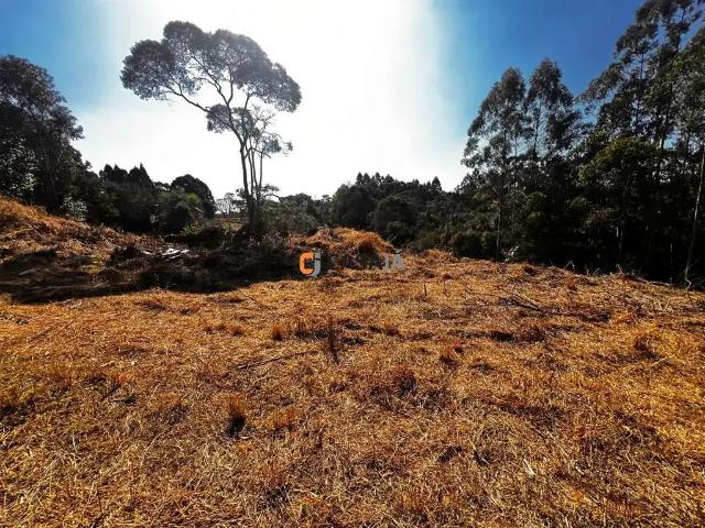 Terreno / Lote para Venda em Campo Largo/PR Vila Delurdes