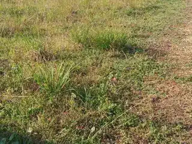 Terreno / Lote para Venda em Cananéia/SP Nova Cananéia
