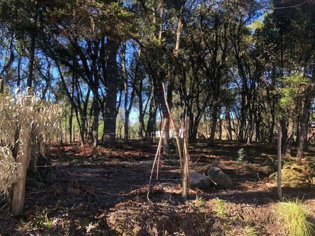 Terreno / Lote para Venda em Canela/RS Ulisses de Abreu