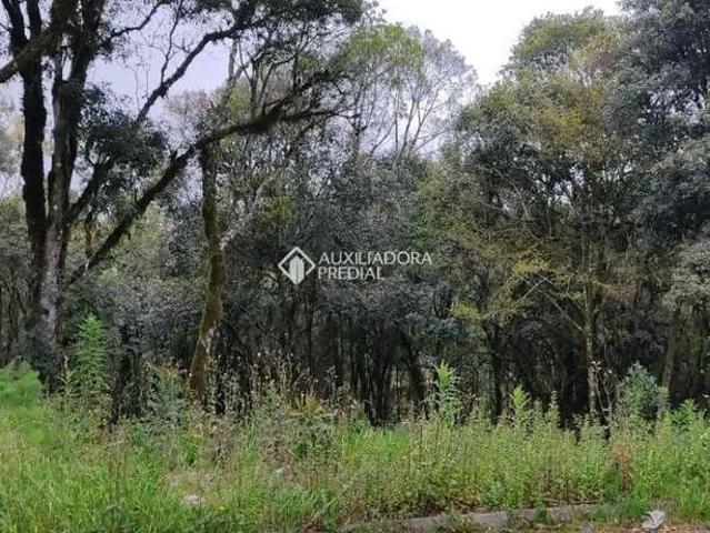 Terreno / Lote para Venda em Canela/RS Leodoro de Azevedo