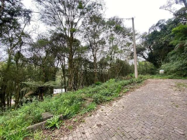 Terreno / Lote para Venda em Canela/RS Vila do Cedro