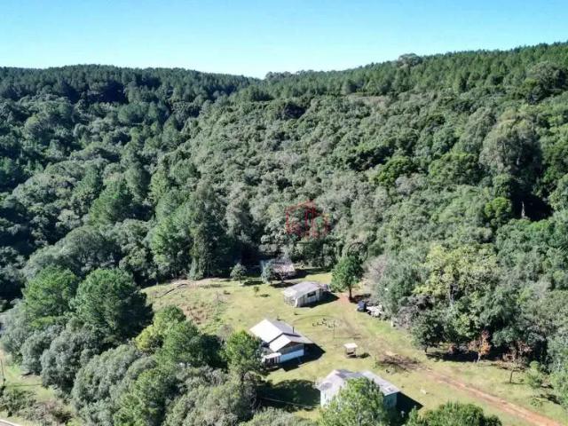 Terreno / Lote para Venda em Canela/RS Vila Suica