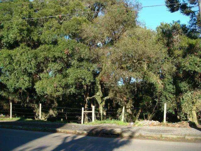Terreno / Lote para Venda em Canela/RS Canelinha