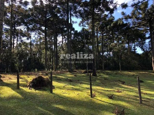 Terreno / Lote para Venda em Canela/RS Caracol