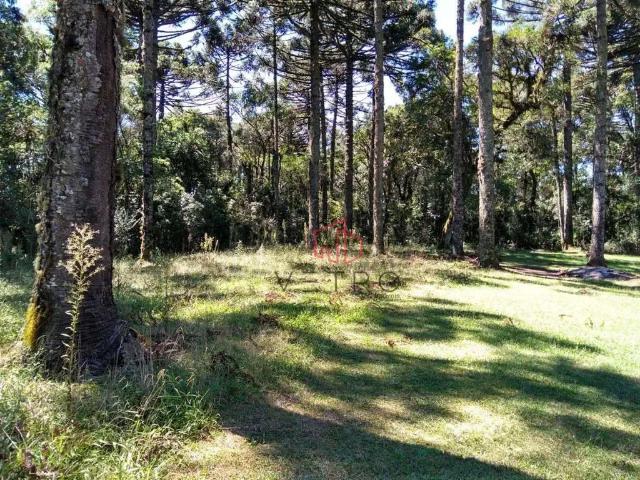 Terreno / Lote para Venda em Canela/RS Caracol