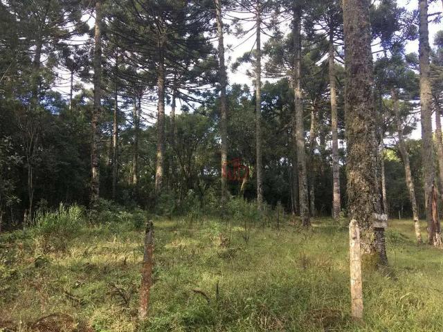 Terreno / Lote para Venda em Canela/RS Caracol