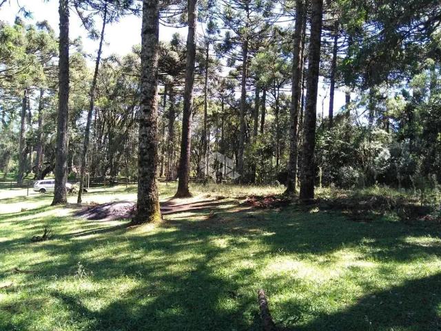 Terreno / Lote para Venda em Canela/RS Caracol