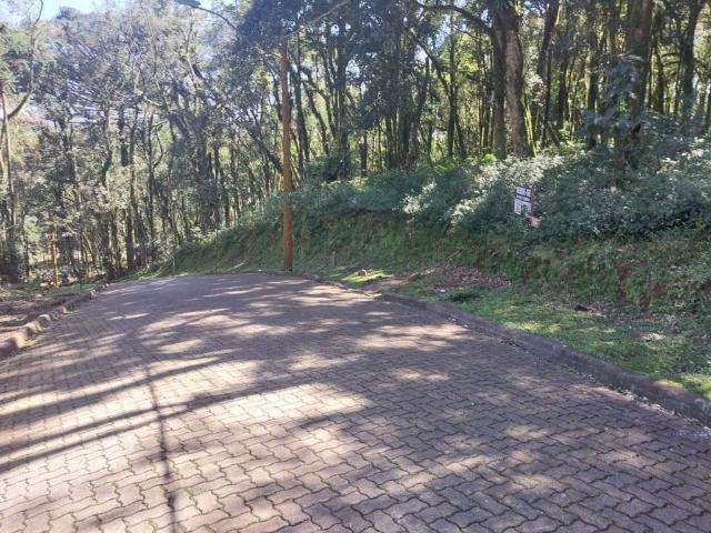 Terreno / Lote para Venda em Canela/RS Caracol