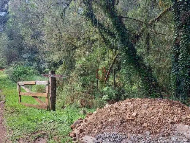 Terreno / Lote para Venda em Canela/RS Caracol