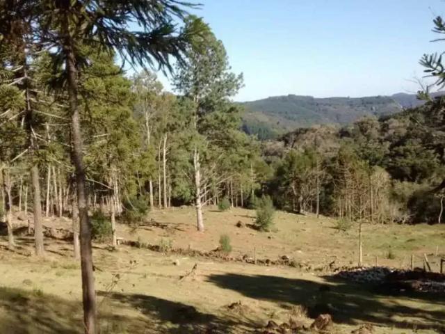 Terreno / Lote para Venda em Canela/RS Centro