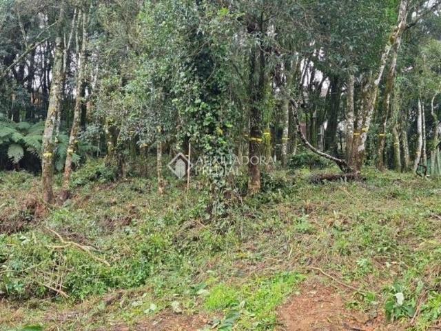 Terreno / Lote para Venda em Canela/RS Leodoro de Azevedo