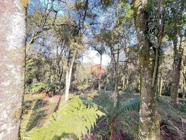 Terreno / Lote para Venda em Canela/RS Maggi