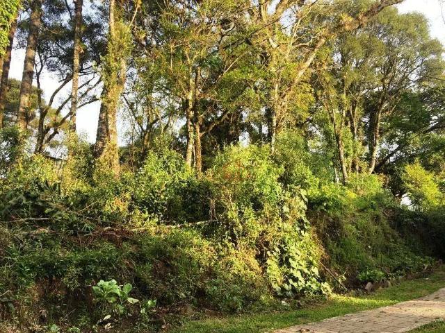 Terreno / Lote para Venda em Canela/RS Palace Hotel