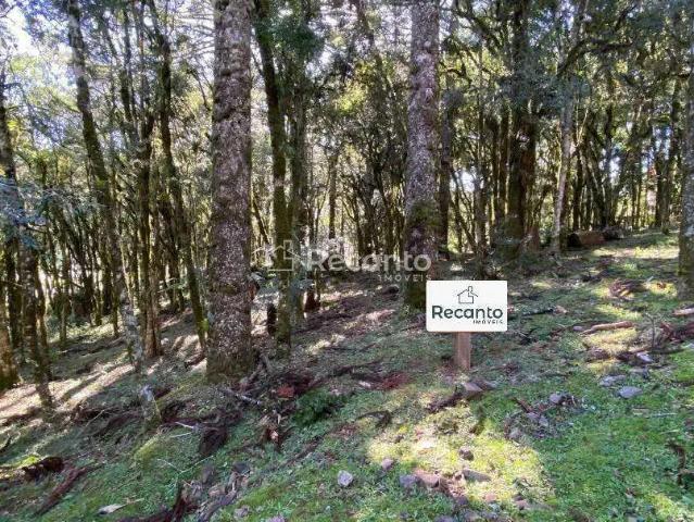 Terreno / Lote para Venda em Canela/RS Pinheiro Grosso