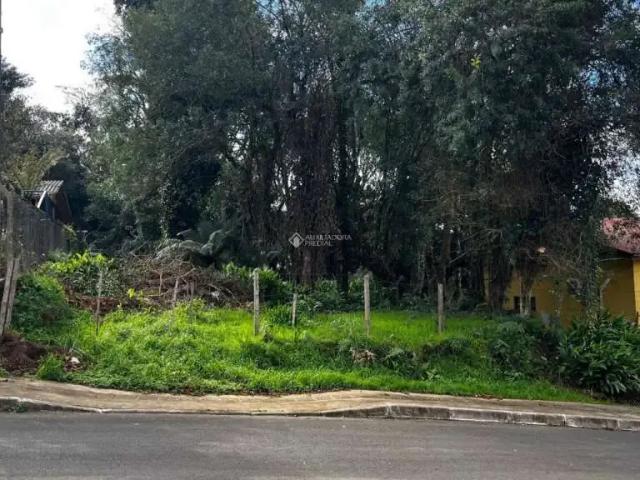 Terreno / Lote para Venda em Canela/RS São José