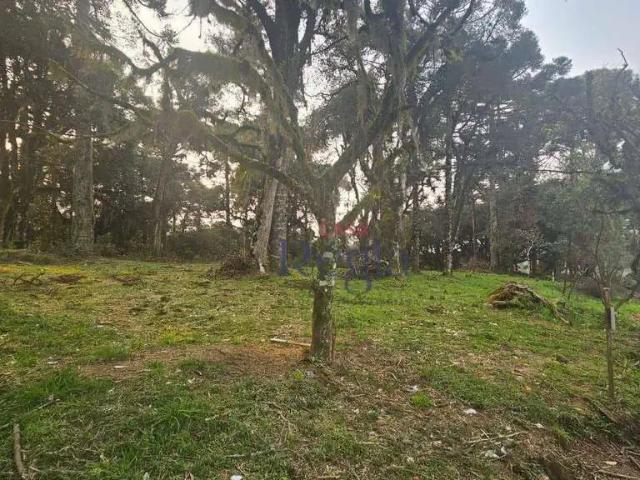 Terreno / Lote para Venda em Canela/RS São Luiz