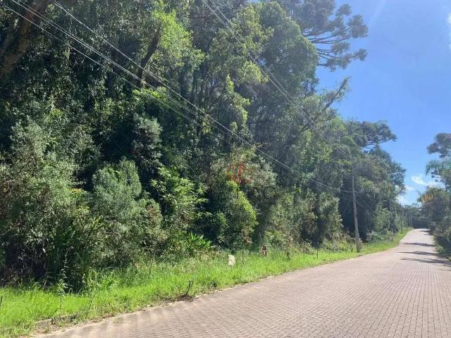 Terreno / Lote para Venda em Canela/RS Suzana