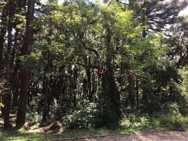 Terreno / Lote para Venda em Canela/RS Suzana