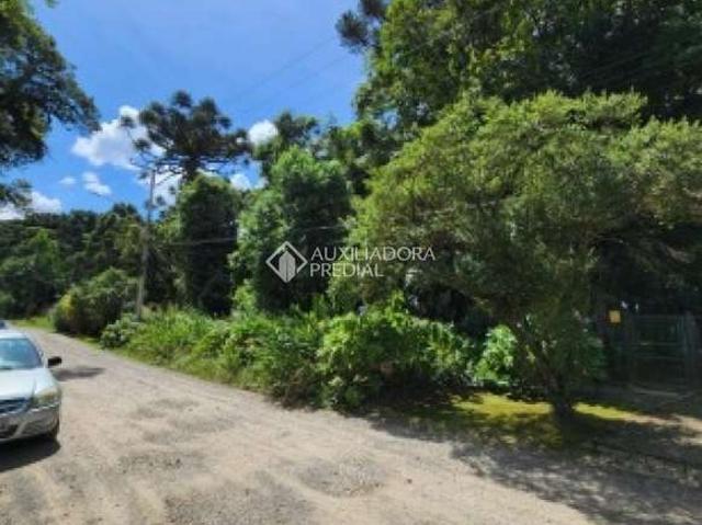 Terreno / Lote para Venda em Canela/RS Suzana