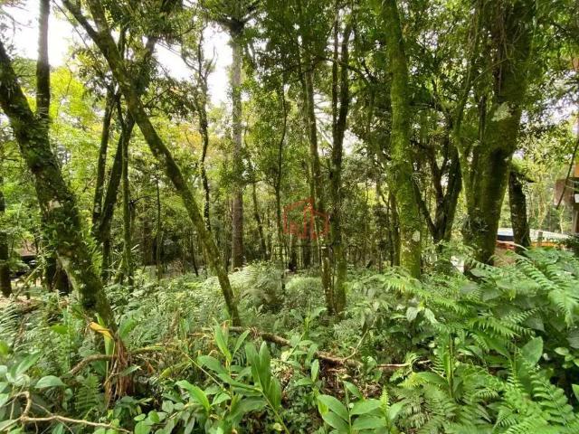 Terreno / Lote para Venda em Canela/RS Suzana