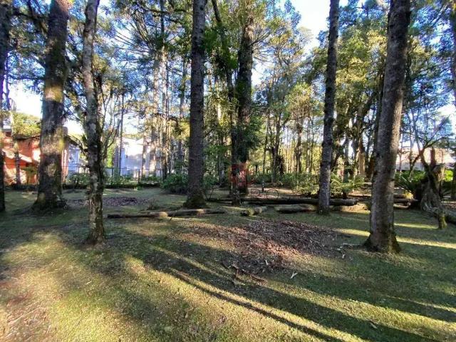 Terreno / Lote para Venda em Canela/RS Suzana