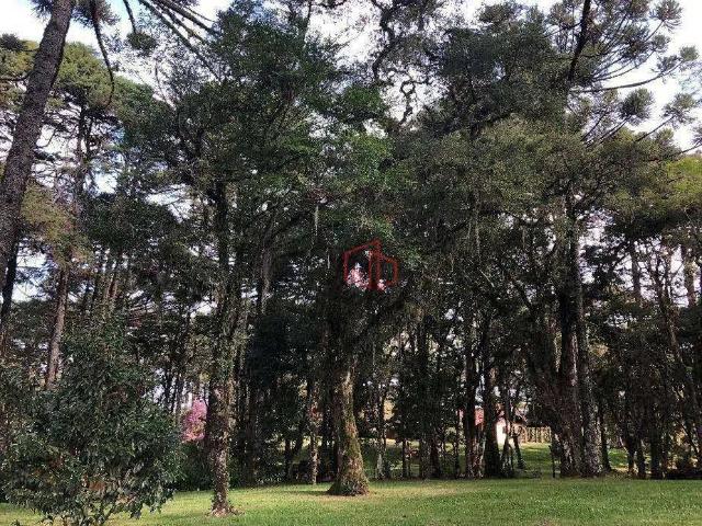 Terreno / Lote para Venda em Canela/RS Suzana