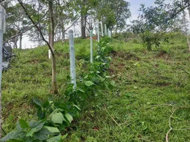 Terreno / Lote para Venda em Caraguatatuba/SP Pegorelli