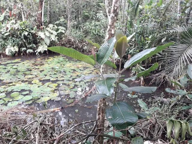 Terreno / Lote para Venda em Caraguatatuba/SP Verde Mar