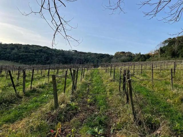 Terreno / Lote para Venda em Caxias do Sul/RS Centro
