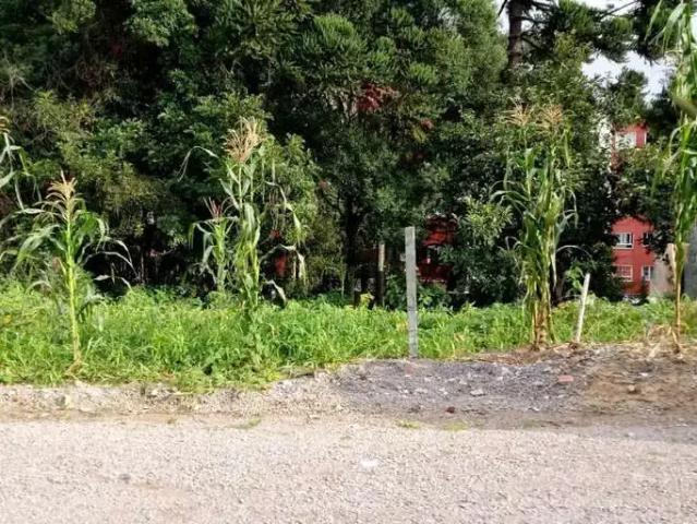 Terreno / Lote para Venda em Caxias do Sul/RS Cidade Nova
