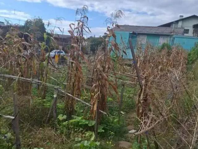 Terreno / Lote para Venda em Caxias do Sul/RS Cruzeiro