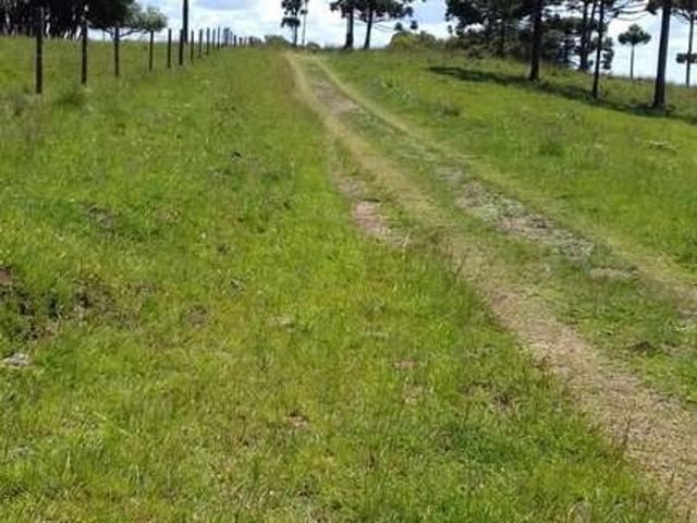 Terreno / Lote para Venda em Caxias do Sul/RS Criúva