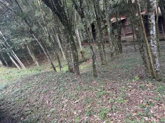 Terreno / Lote para Venda em Caxias do Sul/RS Ana Rech