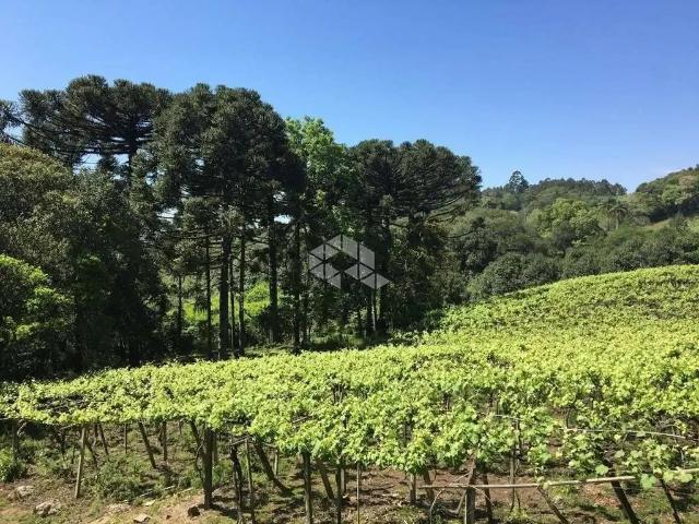 Terreno / Lote para Venda em Caxias do Sul/RS Desvio Rizzo