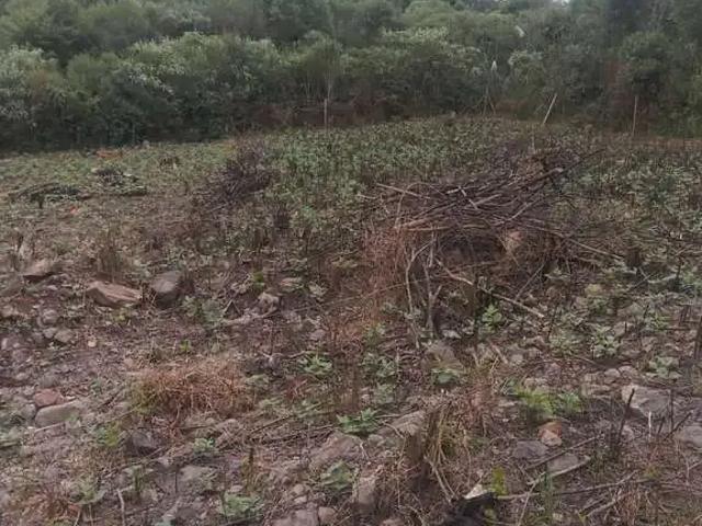 Terreno / Lote para Venda em Caxias do Sul/RS Desvio Rizzo