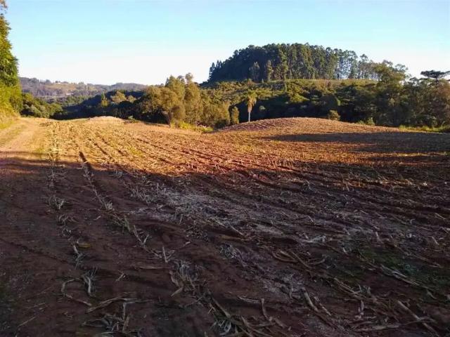 Terreno / Lote para Venda em Caxias do Sul/RS Forqueta
