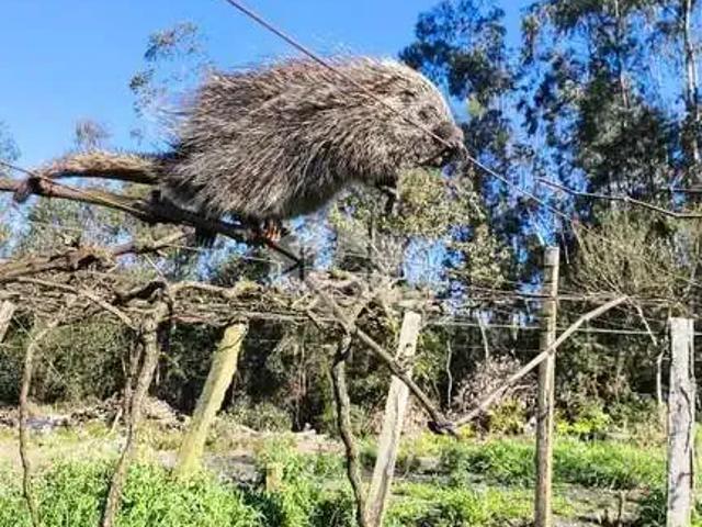 Terreno / Lote para Venda em Caxias do Sul/RS Forqueta