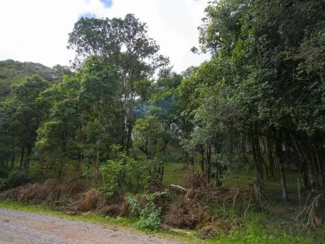 Terreno / Lote para Venda em Caxias do Sul/RS Jardim Eldorado